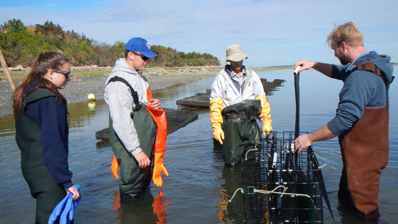 Fundamentals of Shellfish Farming - WHOI Sea Grant