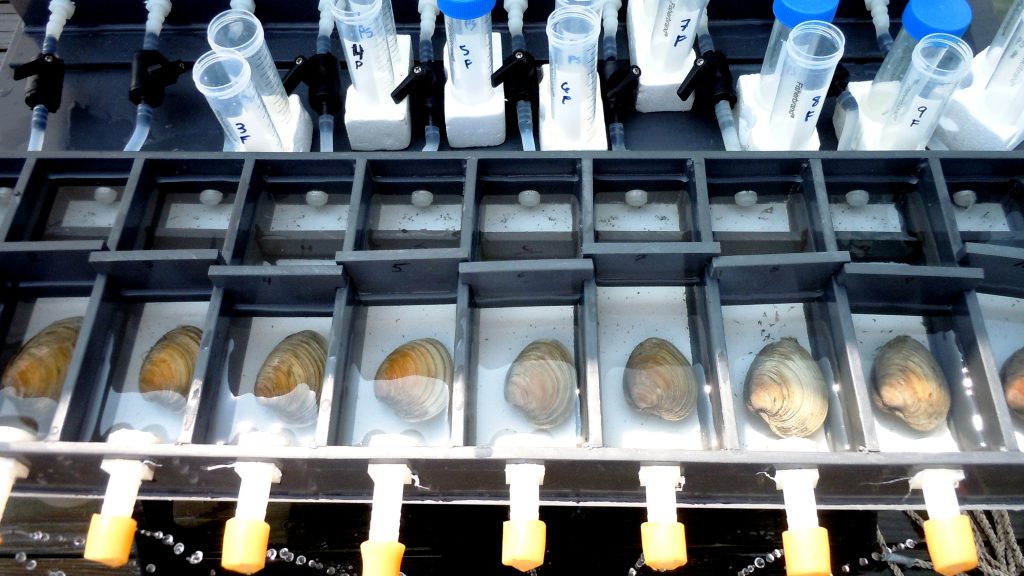 Science on the Half Shell: Behind the Scenes at the Milford Fisheries ...