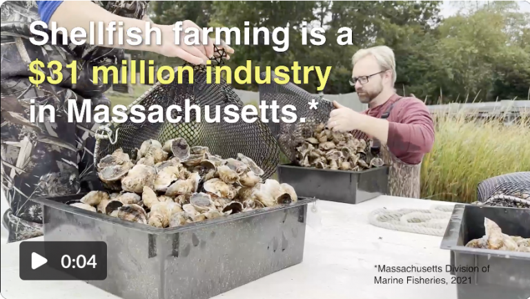 Video: Three Bays Research Project - WHOI Sea Grant