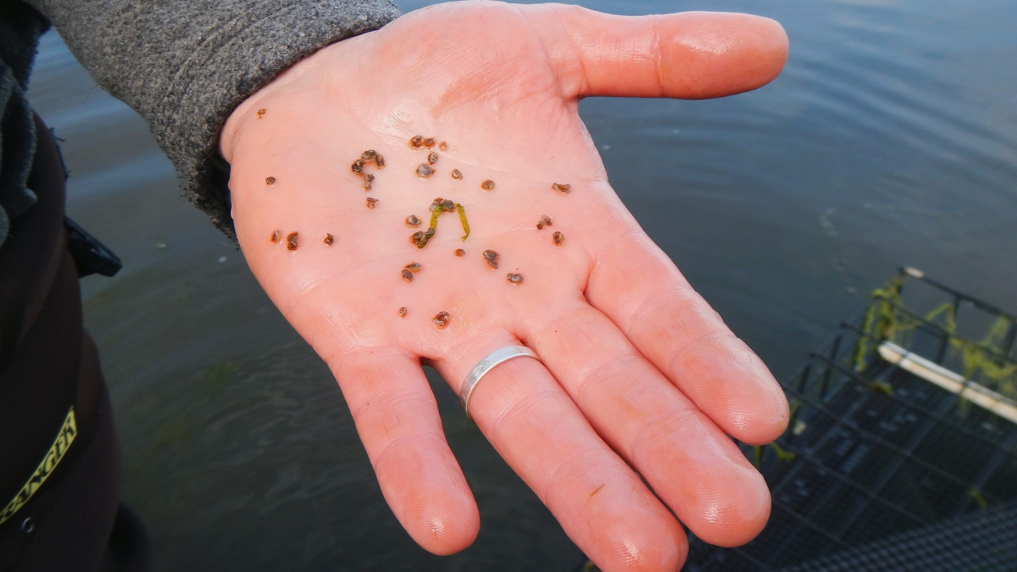 Growing Oysters from Small Seeds - WHOI Sea Grant
