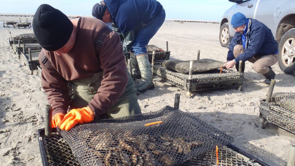 Fundamentals of Shellfish Farming - WHOI Sea Grant